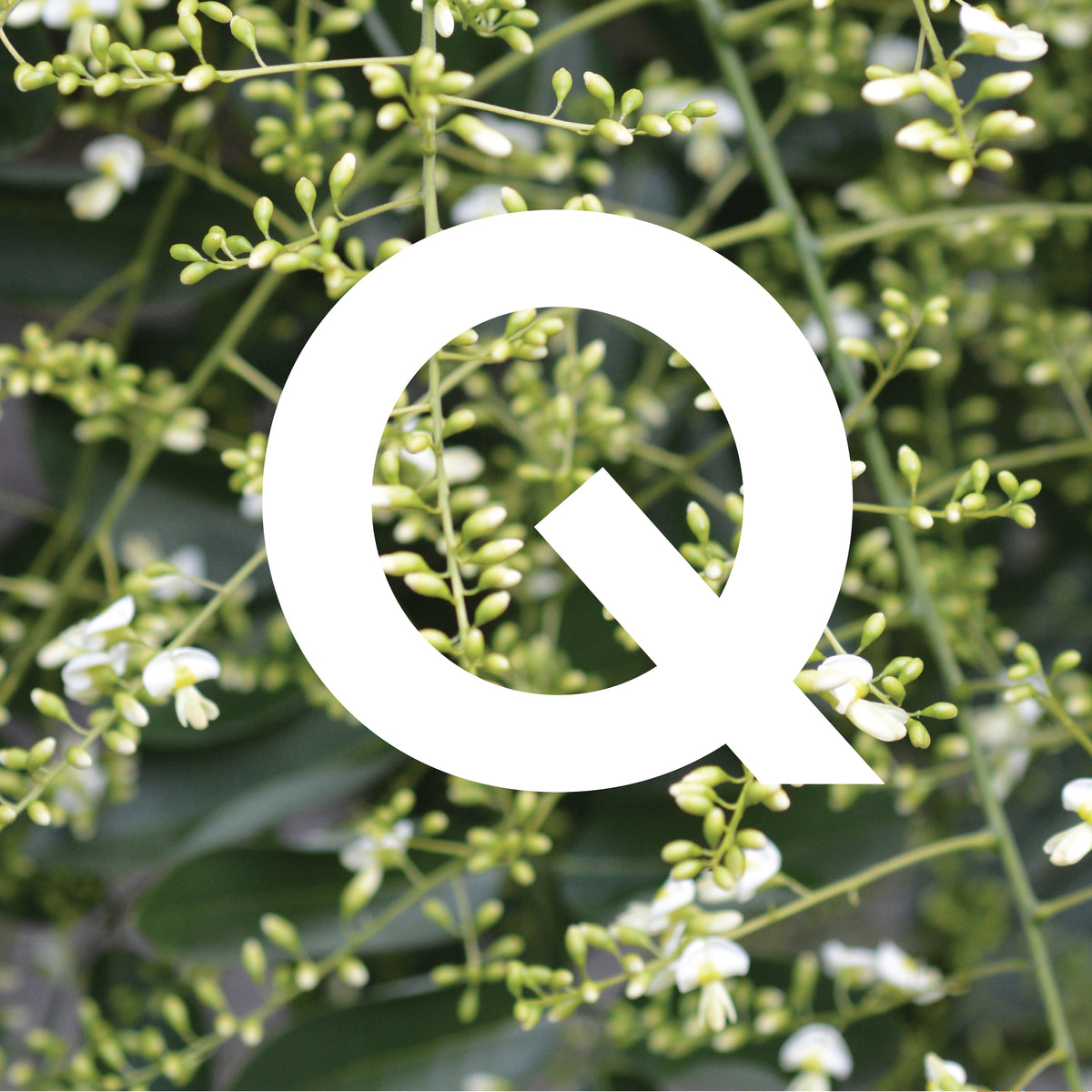 Top 8 health benefits of Quercetin – Heal + Co.