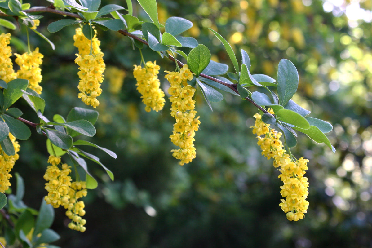 Everything you need to know about berberine and its benefits – Heal + Co.