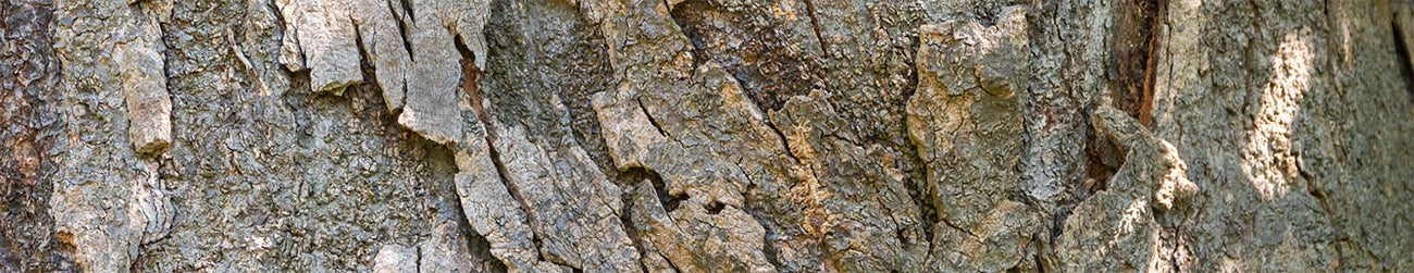Magnolia Bark – Heal + Co.